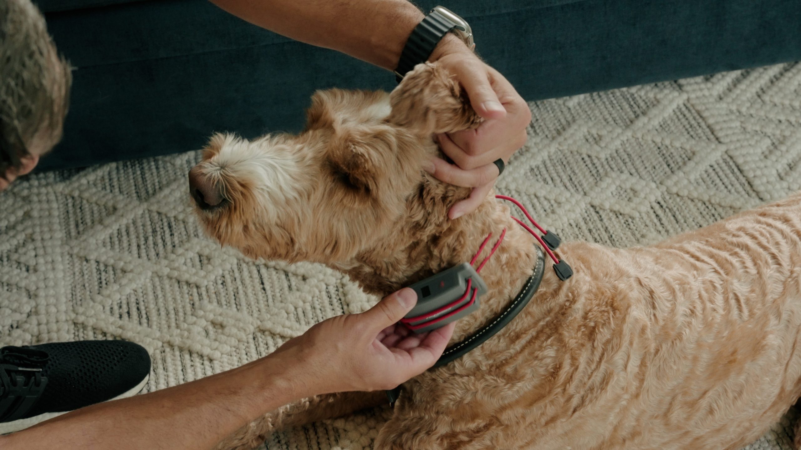 Best Dog Training Equipment - Dog Boundary Collar Wireless