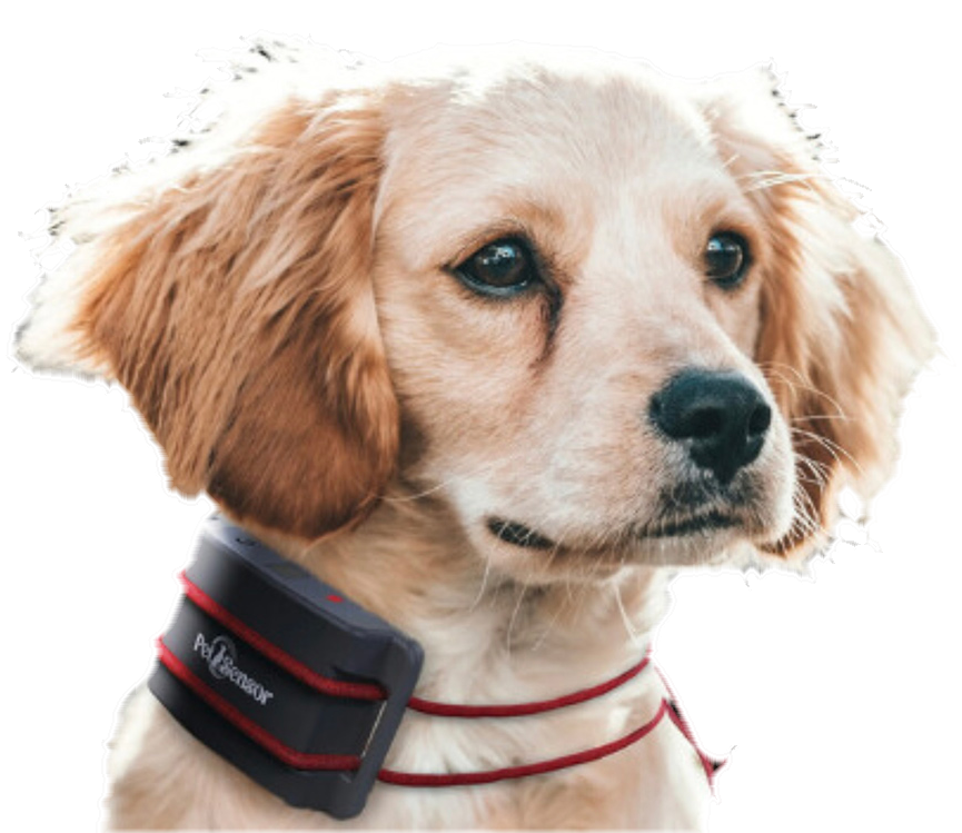 Pet Sensor - Boundaries without Confinement